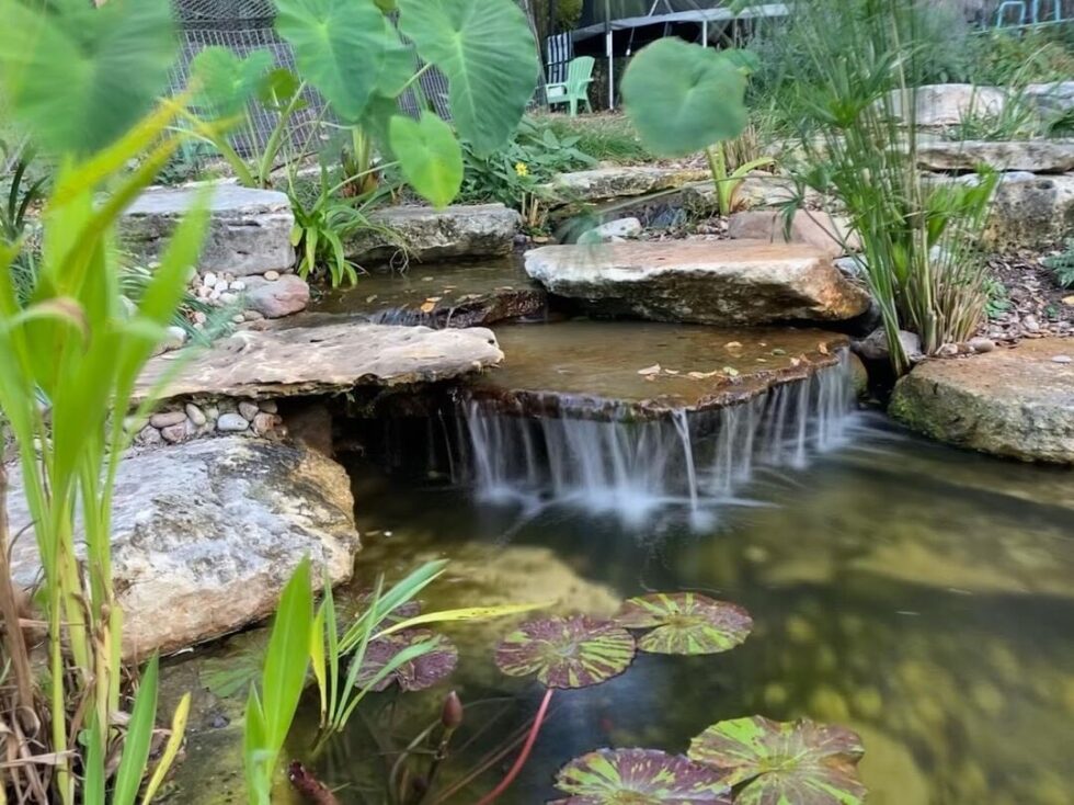 Marginal Planting Tips For a Healthy Pond | Austin, Hays & Travis ...